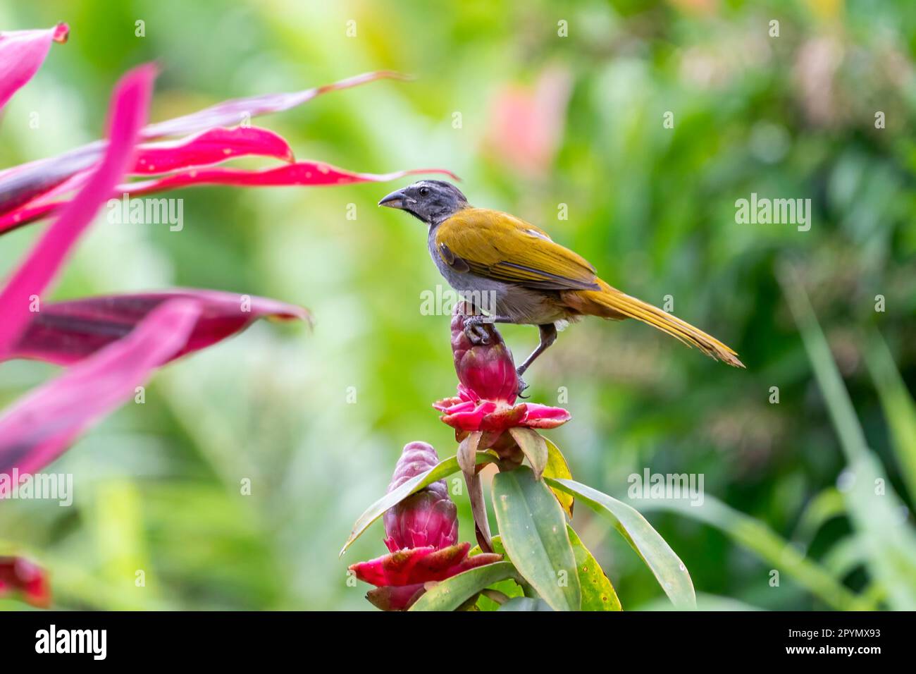 The buff-throated saltator (Saltator maximus), in a nice flowering ...