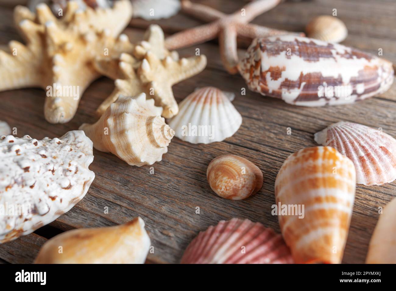 Seashells and stars in a still life Stock Photo - Alamy
