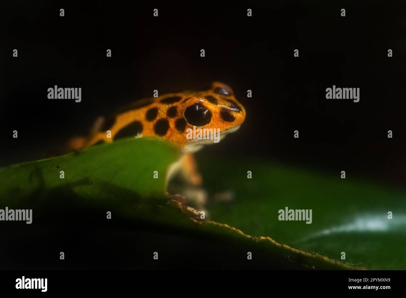 Red Poison Dart Frog - Oophaga pumilio, beautiful red blue legged frog ...