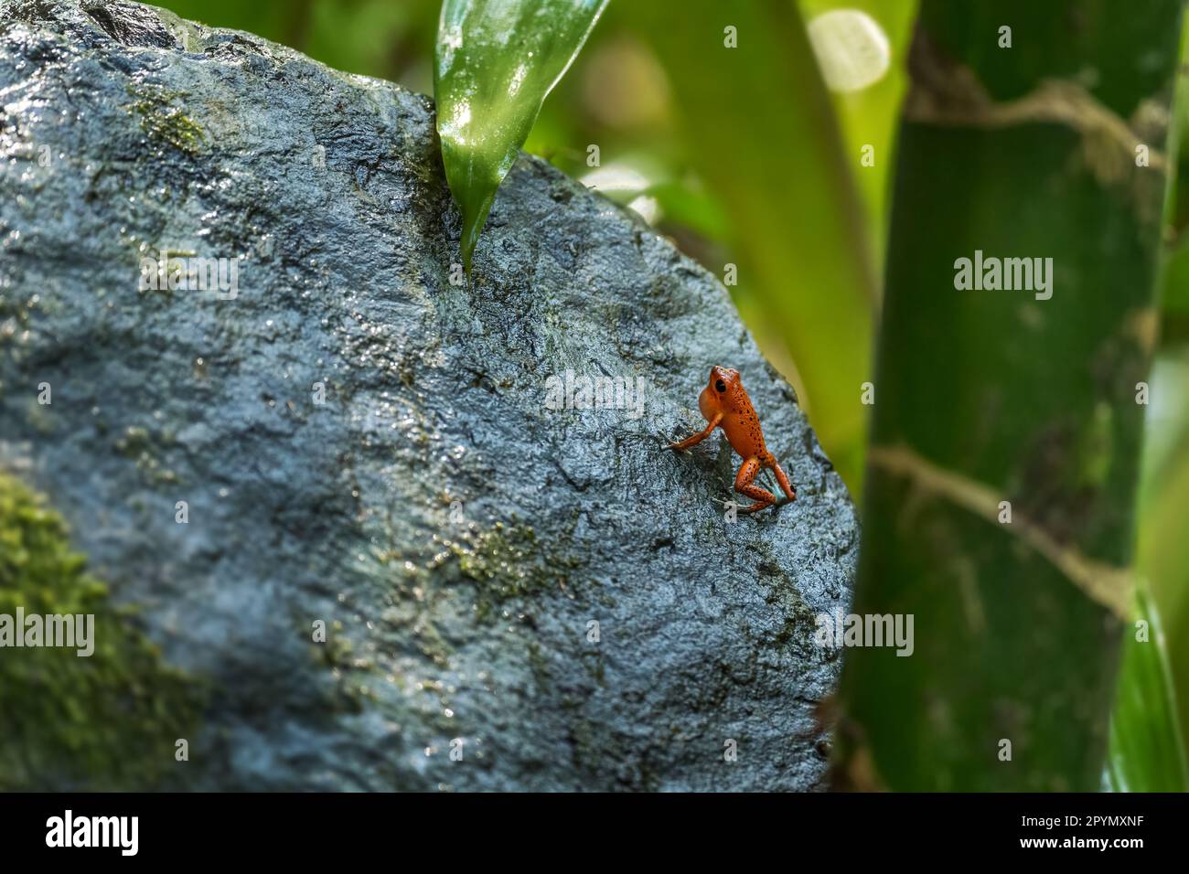 Red Poison Dart Frog - Oophaga pumilio, beautiful red blue legged frog ...