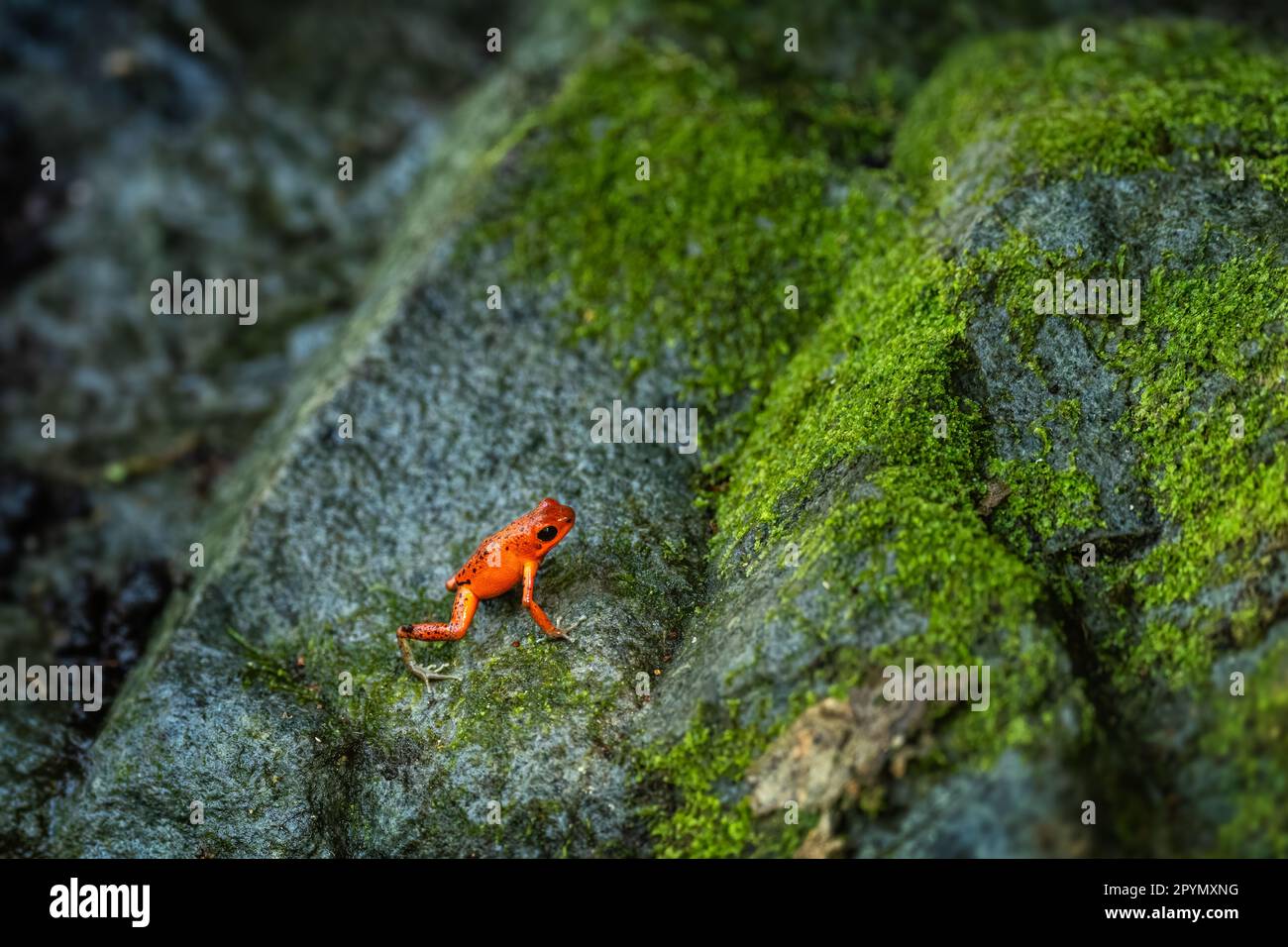 Red Poison Dart Frog - Oophaga pumilio, beautiful red blue legged frog ...