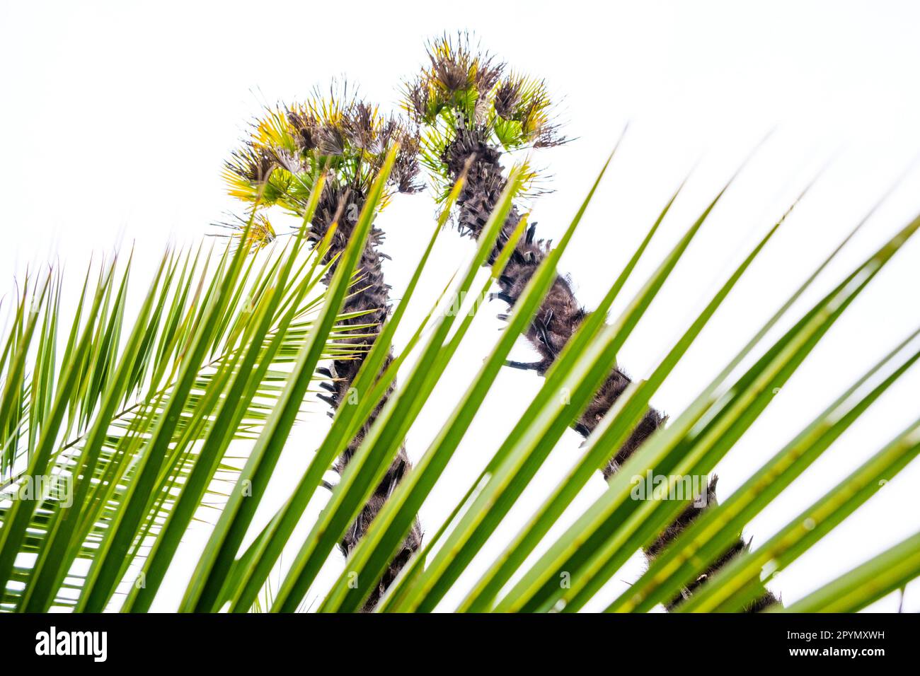 Looking up through the spiny leaves of yucca or palm trees at the ...