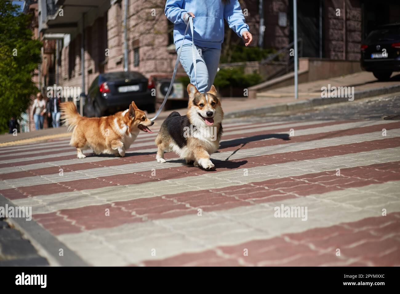 Corgis crossing the road on a leash. Pet owner walking in the city ...