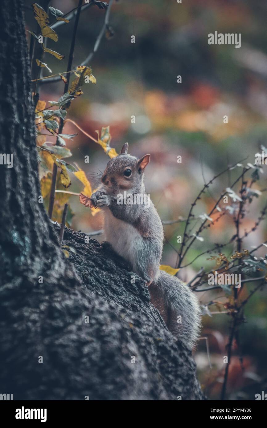 Carolina squirrel sciurus carolinensis hi-res stock photography and ...