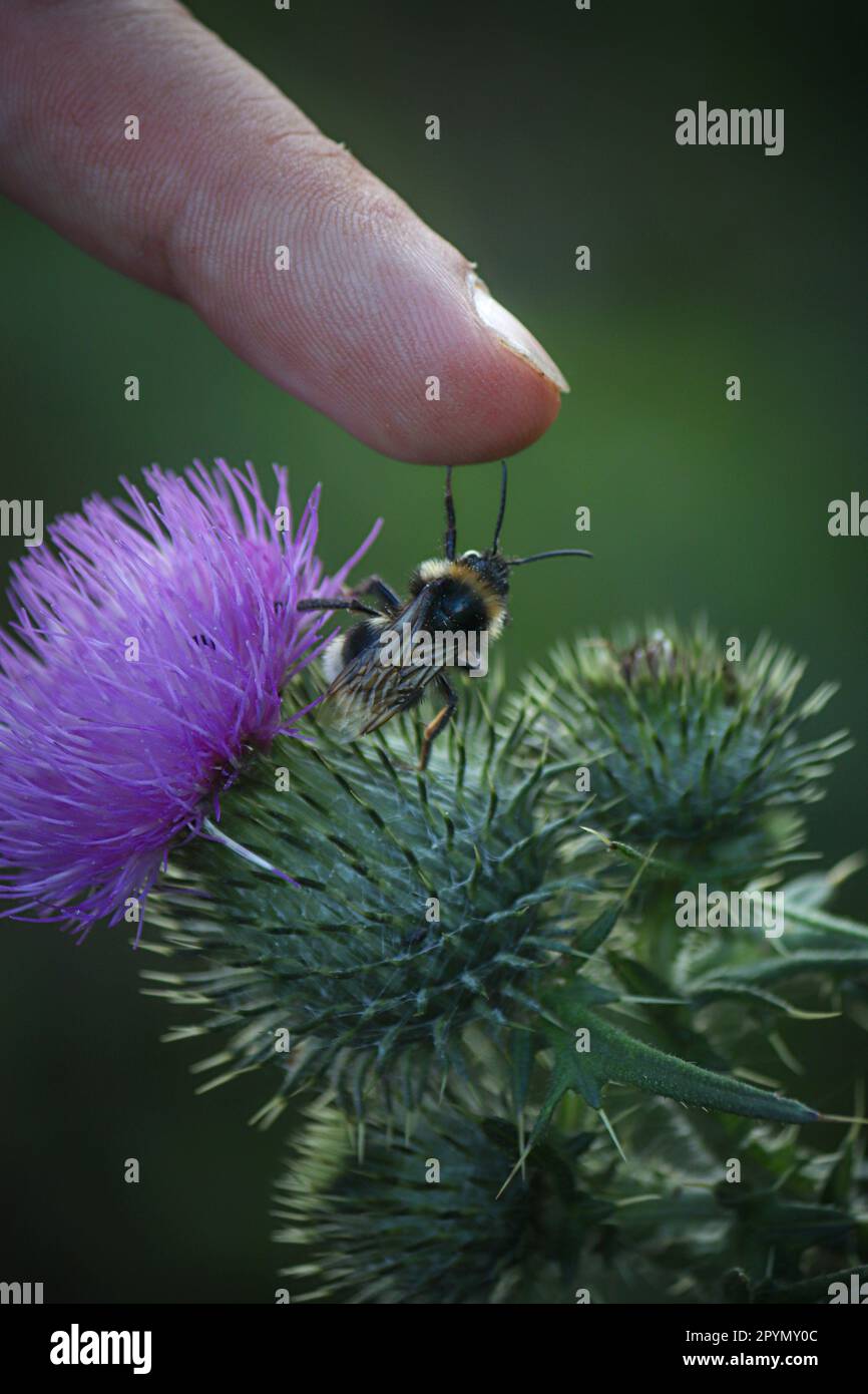 A human finger pointing to a small insect on a thistle flower bud Stock ...