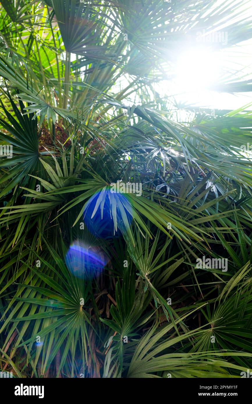 Looking up through the spiny leaves of yucca or palm trees at the ...