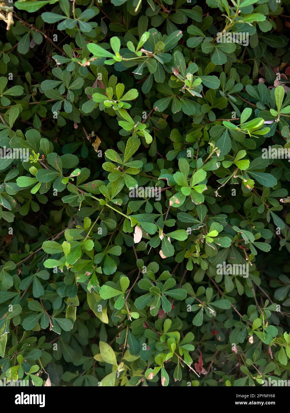 A close-up of a small, shrub-like plant with delicate, green foliage ...