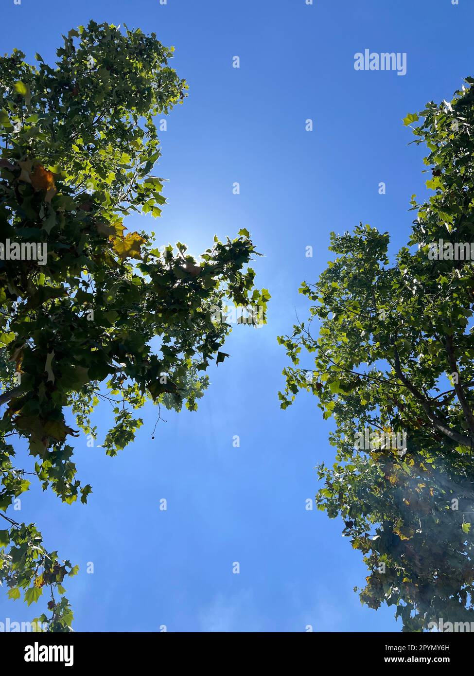 A vibrant and captivating low angle shot of tall trees illuminated by a ...