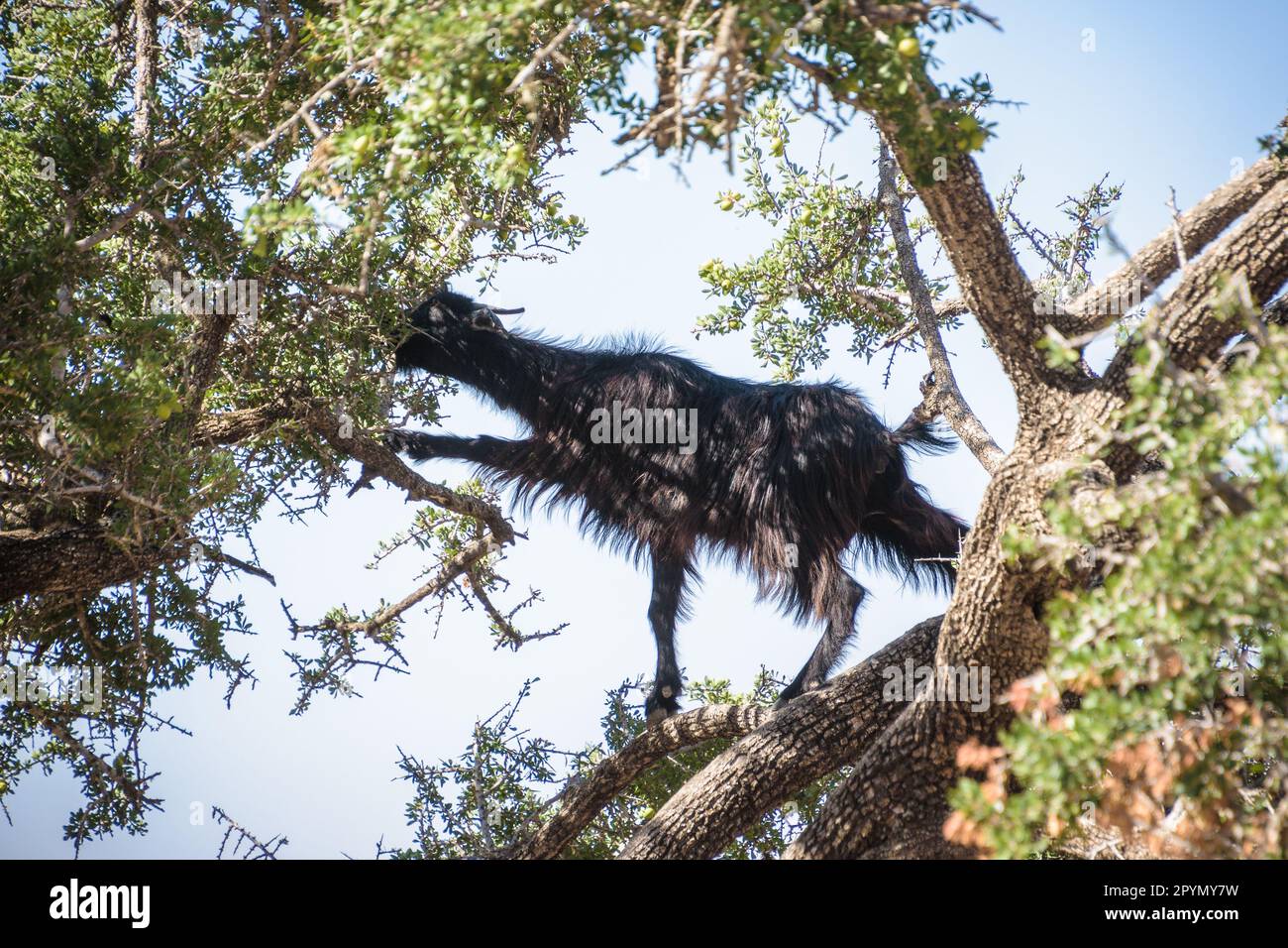 Goat in a tree, Goat feeding on Argan tree in Morocco Stock Photo - Alamy