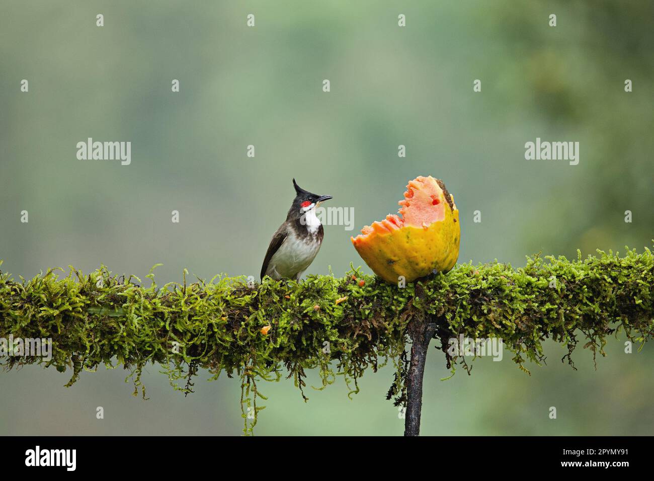 Red-whiskered bulbul having fruits as food. Amazing photo with good ...