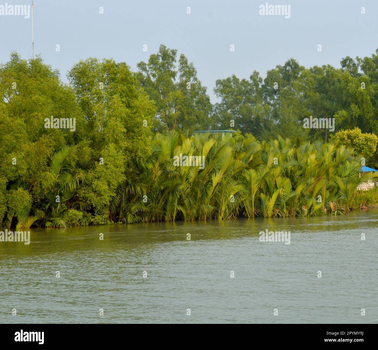 SUNDARBON, MANGROVE FOREST Stock Photo - Alamy