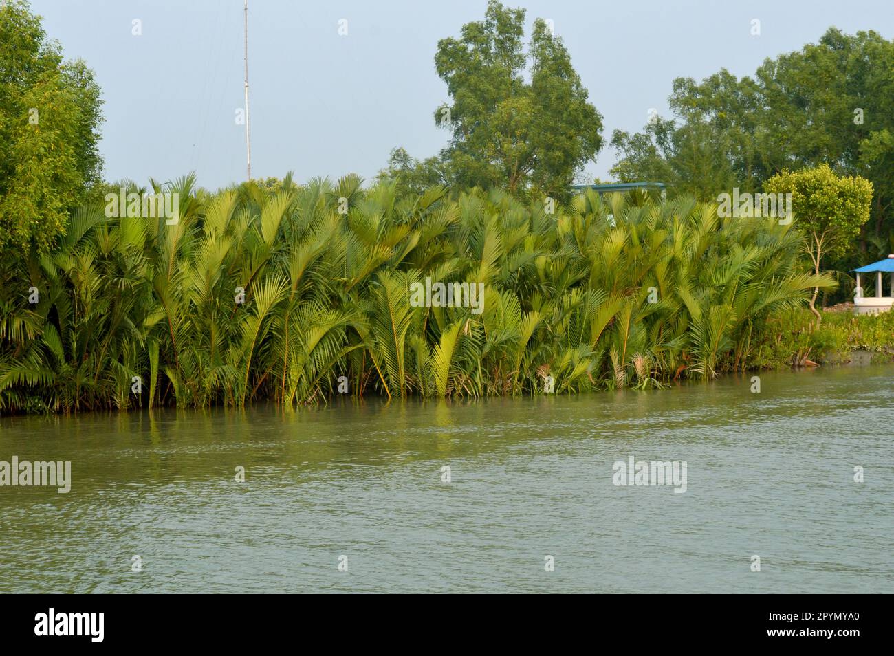 SUNDARBON, MANGROVE FOREST Stock Photo - Alamy