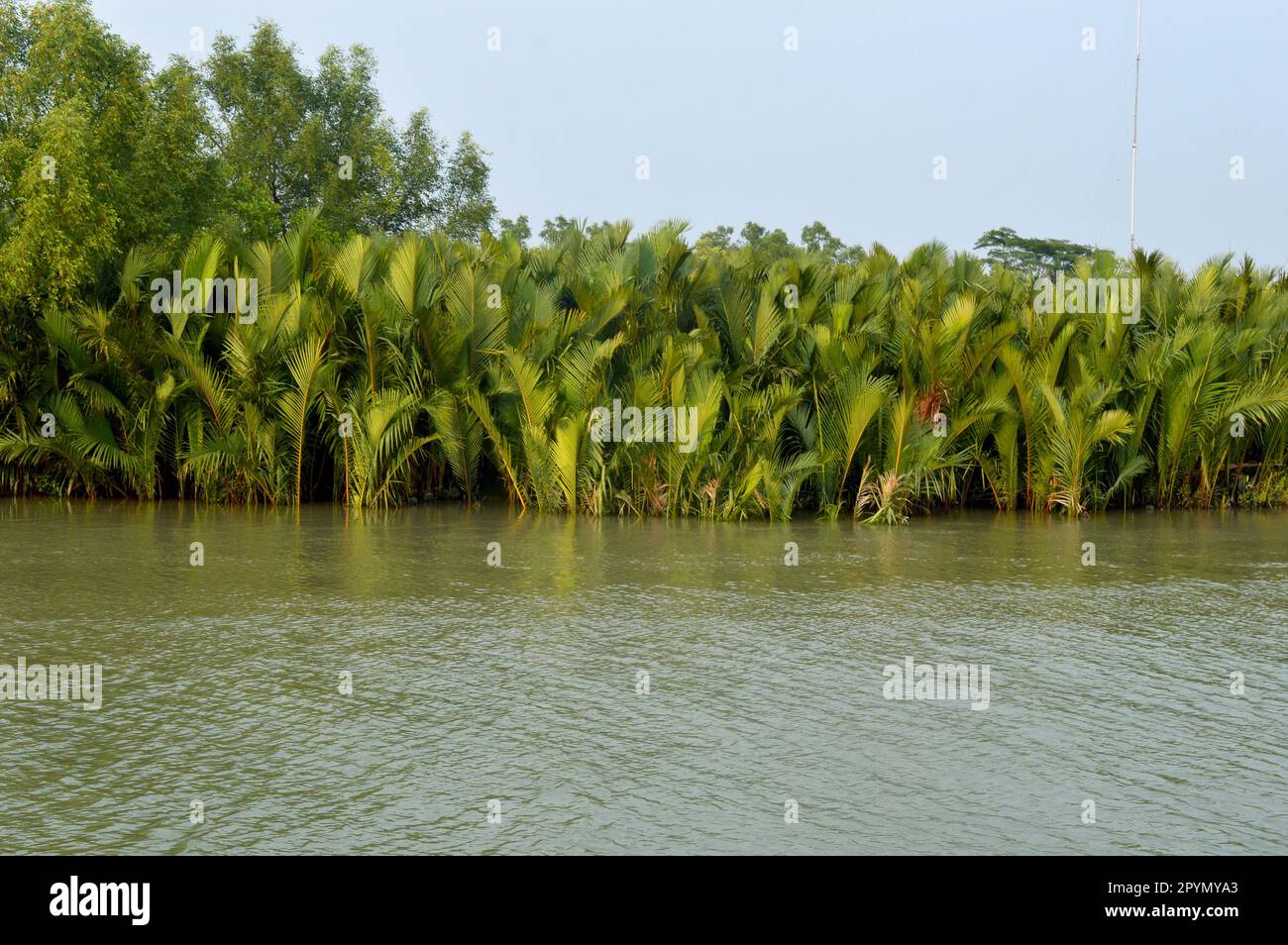 SUNDARBON, MANGROVE FOREST Stock Photo - Alamy