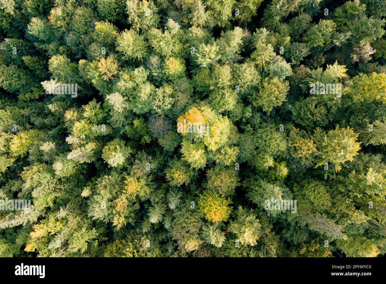 Aerial view of green pine forest with dark spruce trees. Nothern ...