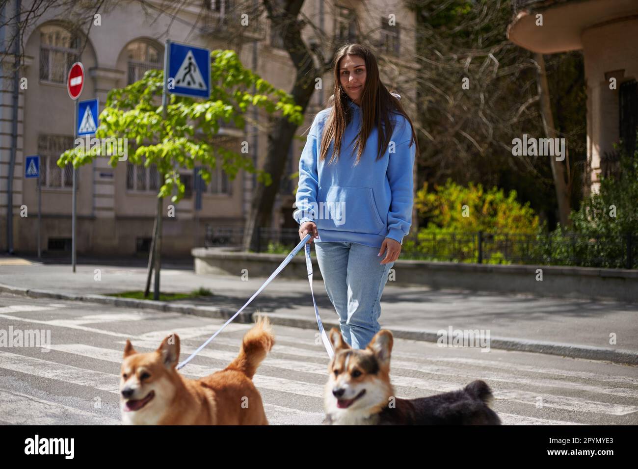 Cheerful young woman walking with two corgis on a leash. Friendly ...