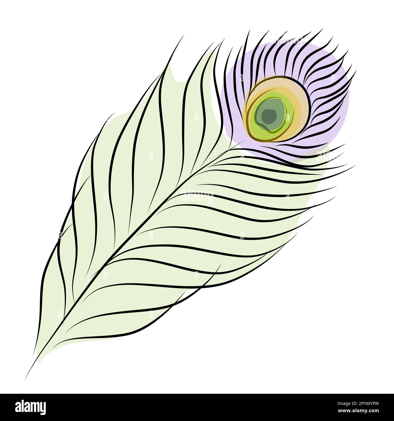 Peacock Feather Drawing Outline
