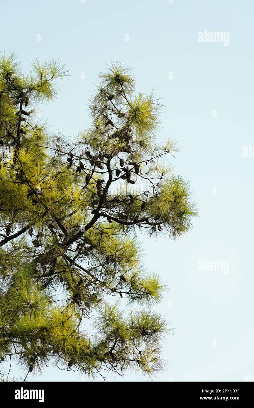A pine tree with a clustered formation of coniferous cones on its upper ...