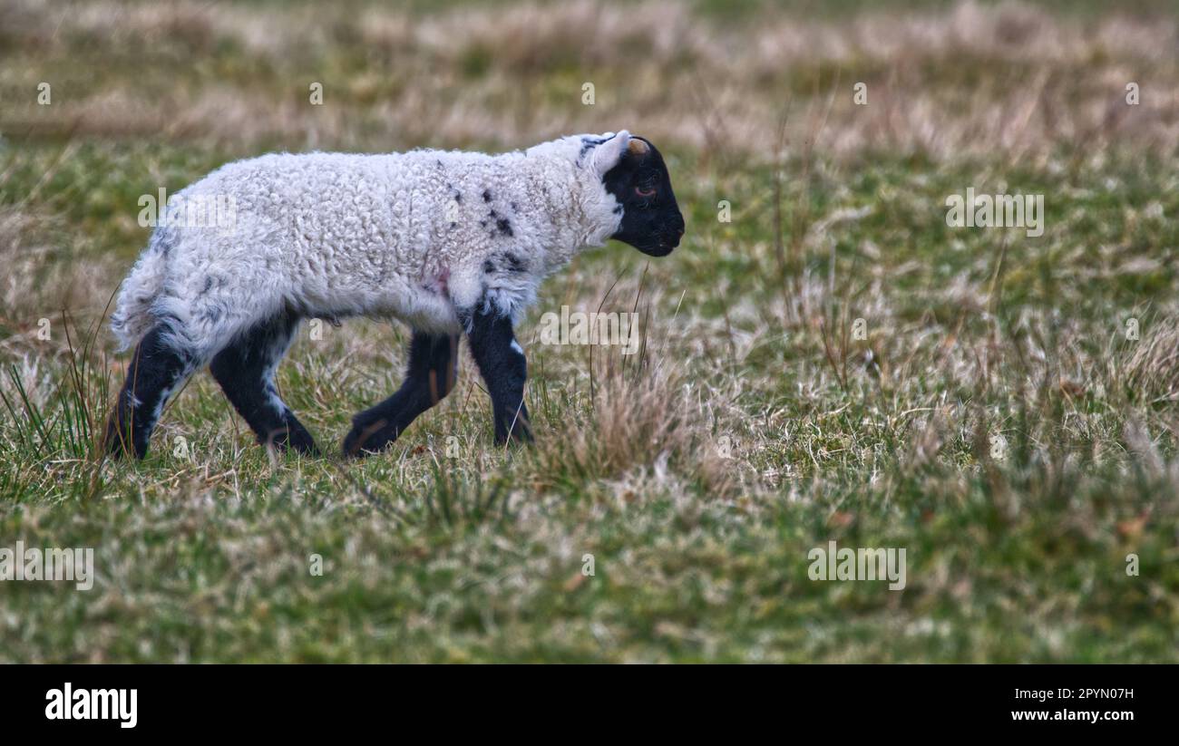 Black face lamb hi-res stock photography and images - Alamy