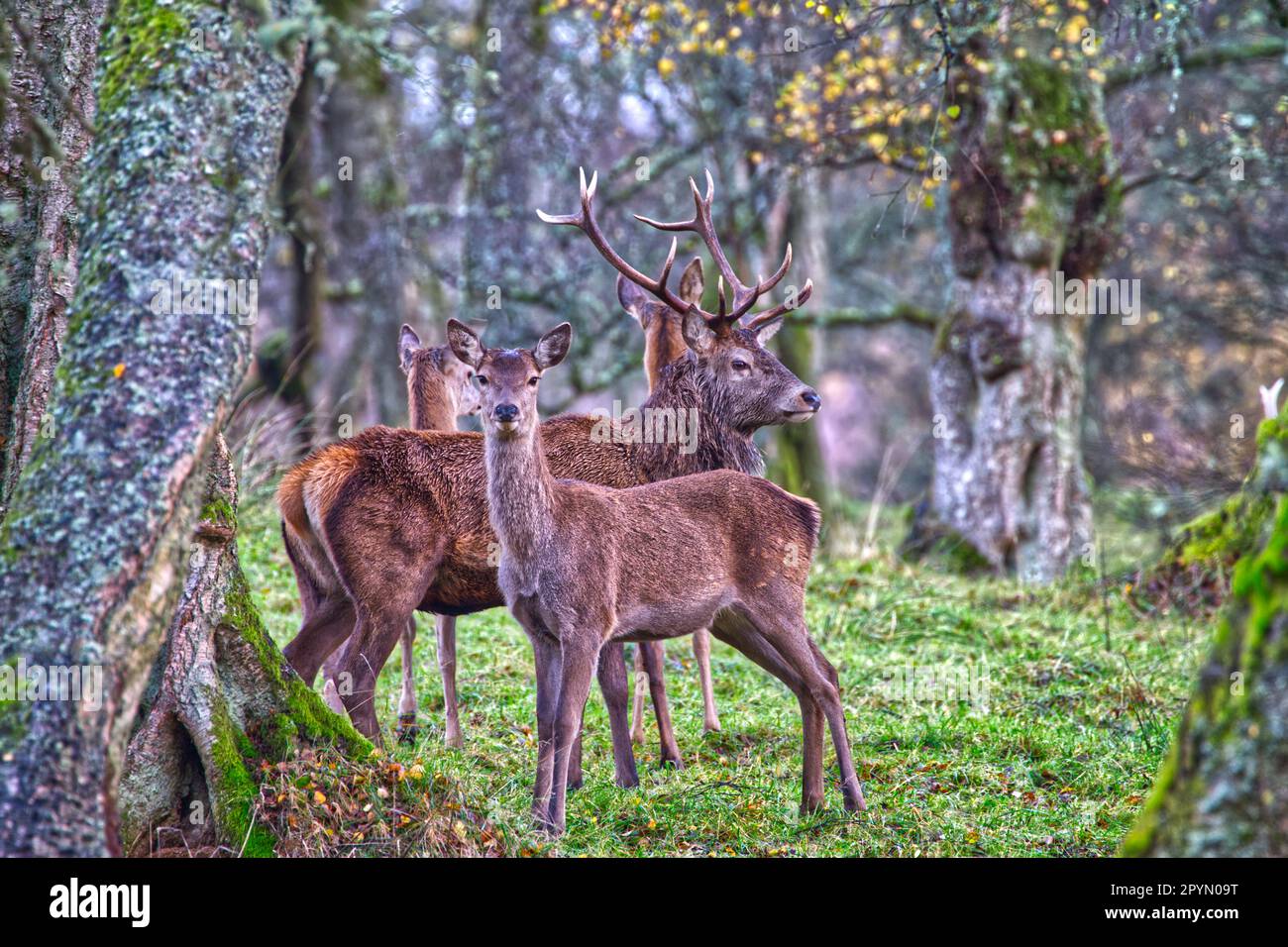 Largest deer species hi-res stock photography and images - Alamy