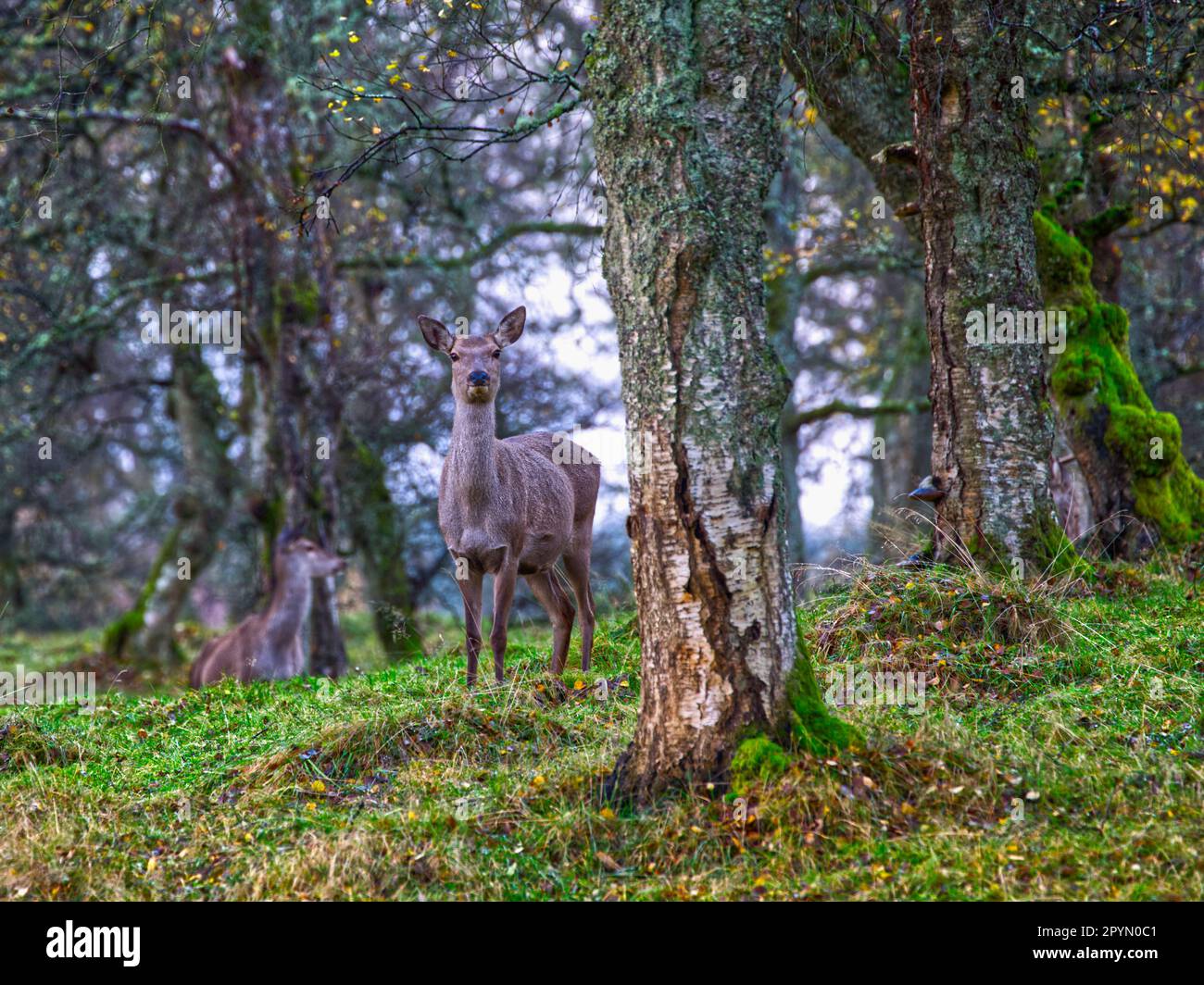 Largest deer species hi-res stock photography and images - Alamy