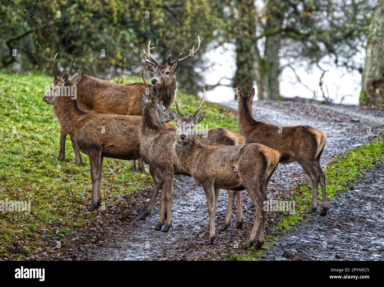 Largest deer species hi-res stock photography and images - Alamy