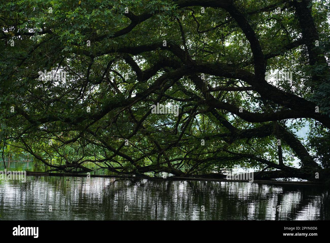 A majestic tree with tall, sprawling branches providing a shaded canopy ...