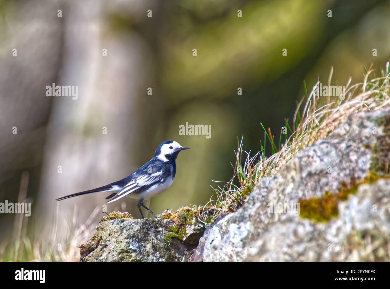 Female white wagtail hi-res stock photography and images - Alamy