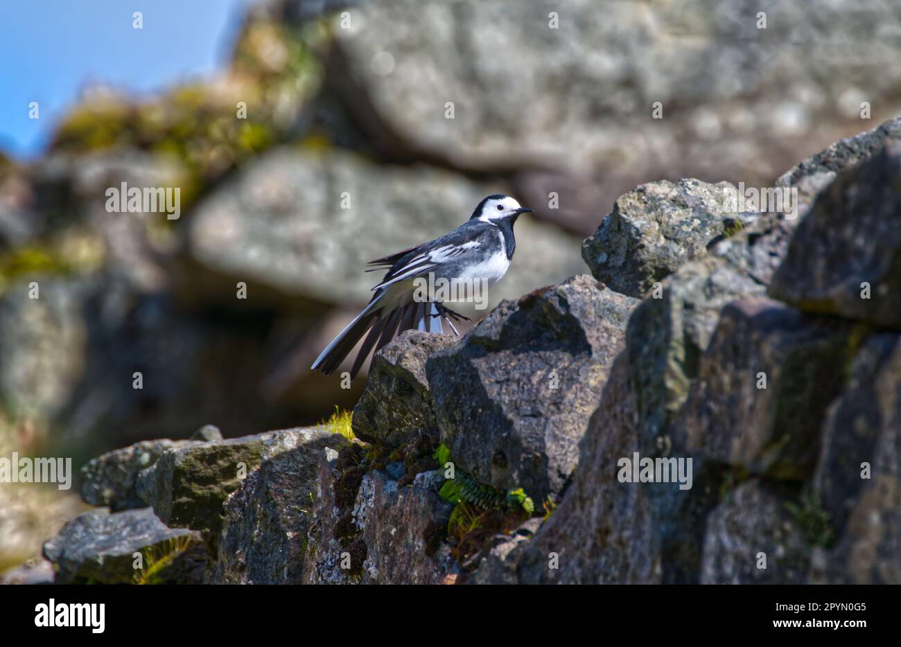 Landscape format of pied wagtail hi-res stock photography and images - Alamy