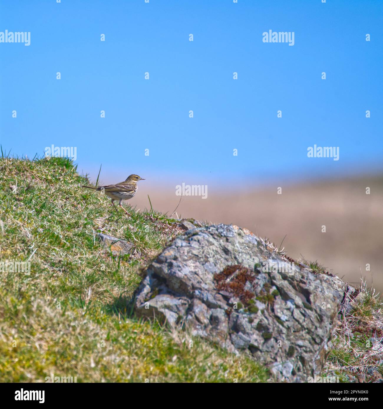 Meadow pipit on moss rock hi-res stock photography and images - Alamy
