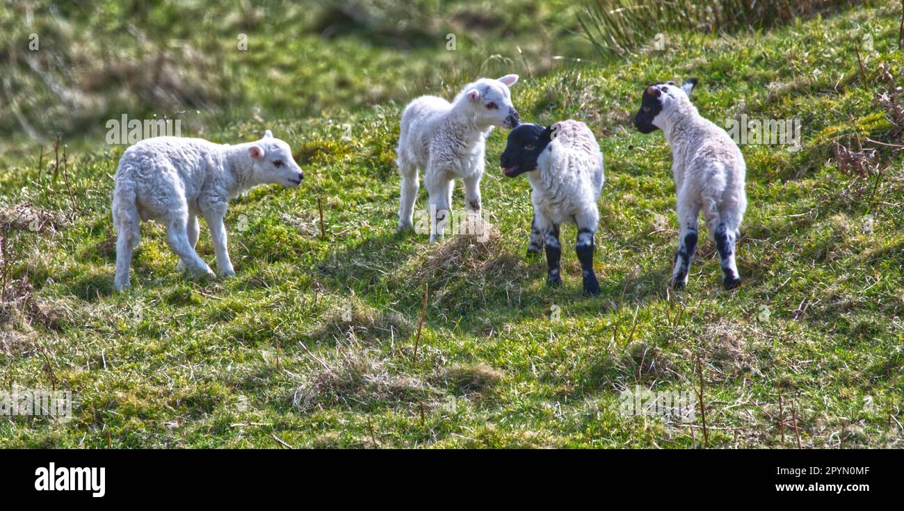 Landscape format of spring lambs hi-res stock photography and images ...