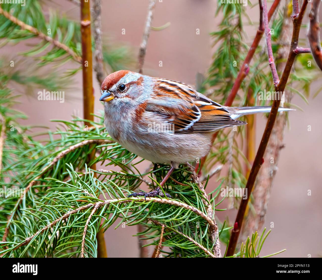 American Tree Sparrow close-up side view perched on coniferous tree ...