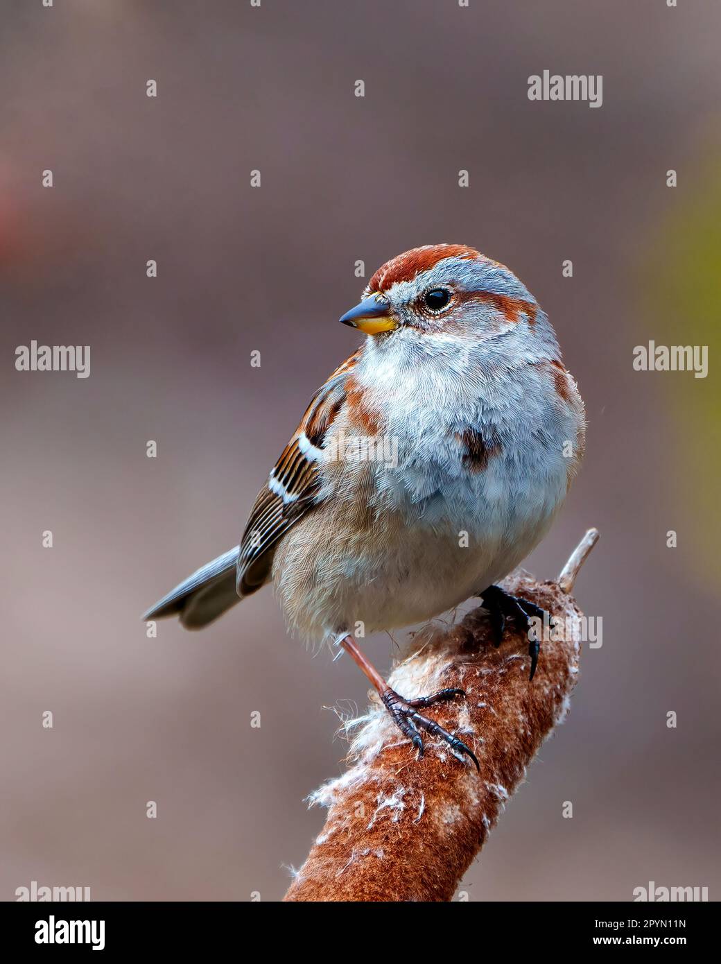 American Tree Sparrow close-up front view perched on a cattail with a ...