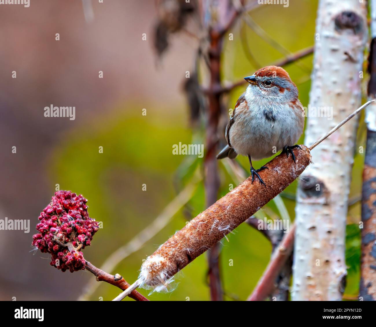 Sparrow close-up front view perched on a cattail with a blur forest ...