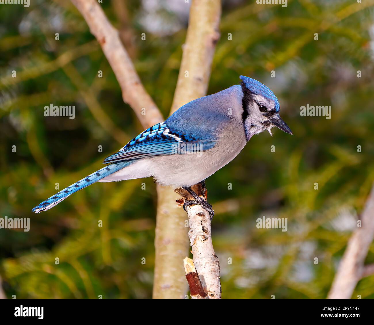 Blue Jay close-up side view, perched on a birch tree branch with blur background in its ...