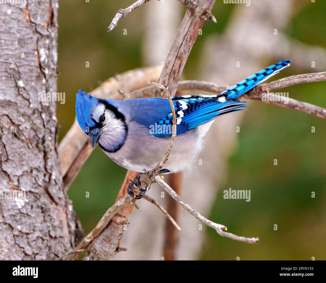 Blue Jay close-up view perched on a tree branch with a forest blur background in its environment ...