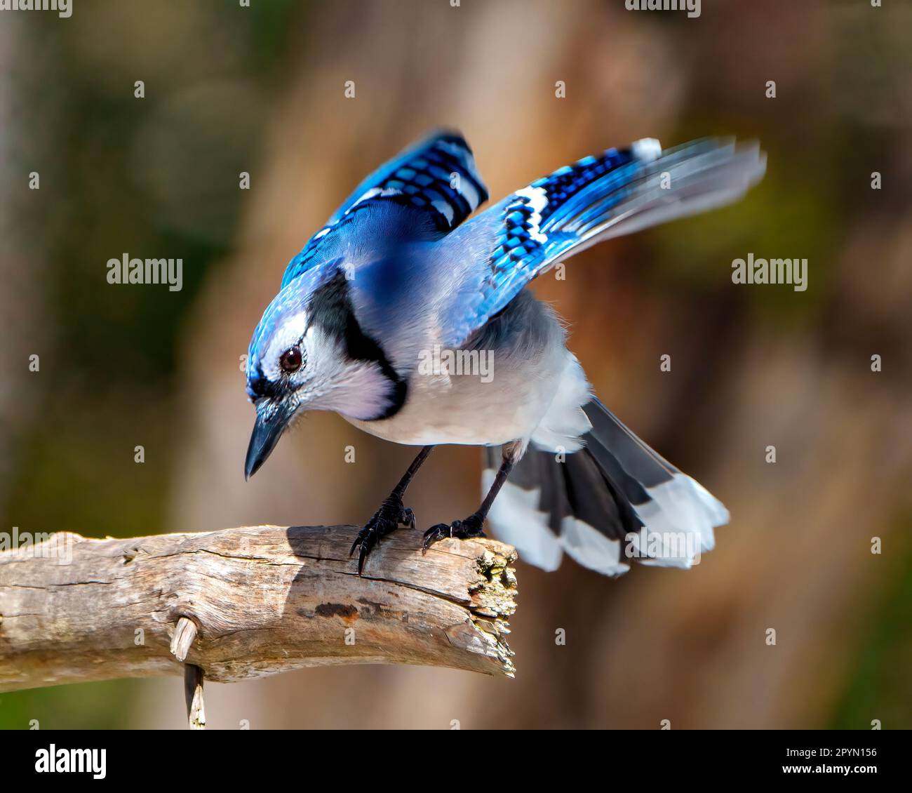 Blue Jay close-up view perched on a branch with flapping wings and blur background in its ...