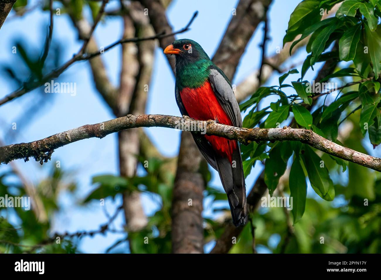 The slaty tailed trogon hi-res stock photography and images - Alamy