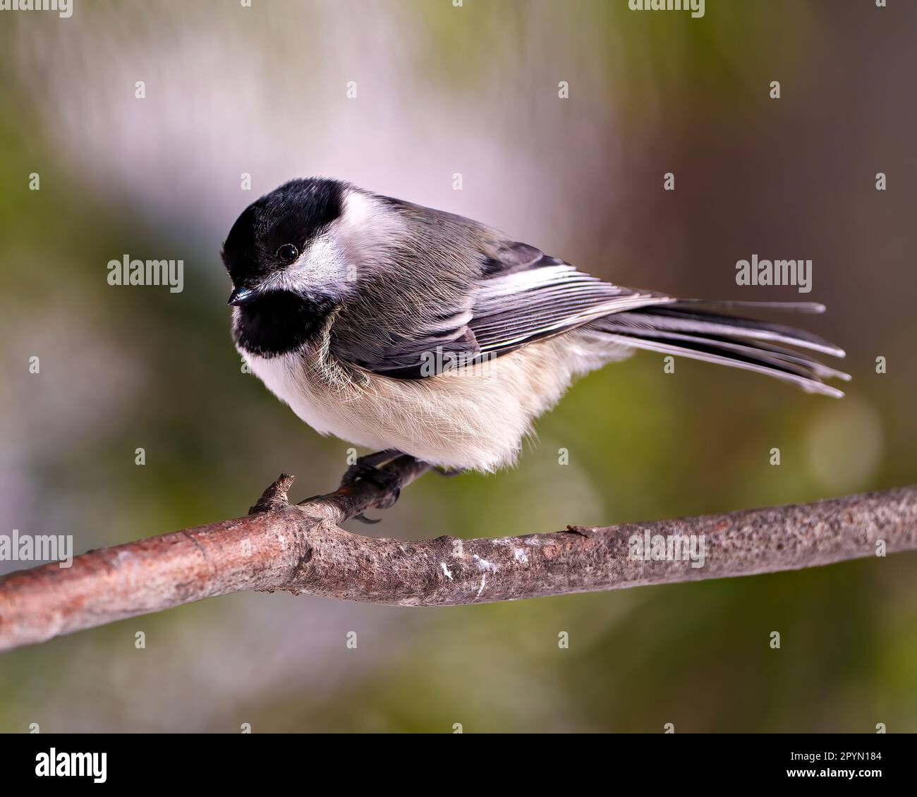 Chickadee close-up profile side view perched on a tree branch with blur ...