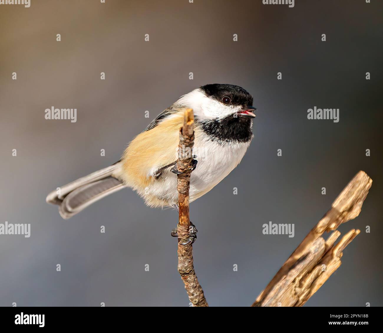 Black and white picture of a chickadee hi-res stock photography and ...