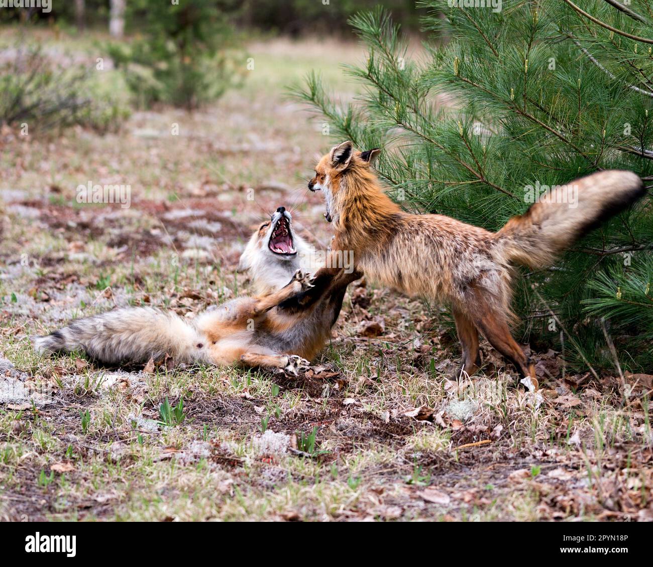 Foxes playing, fighting, revelry, interacting with a behaviour of ...