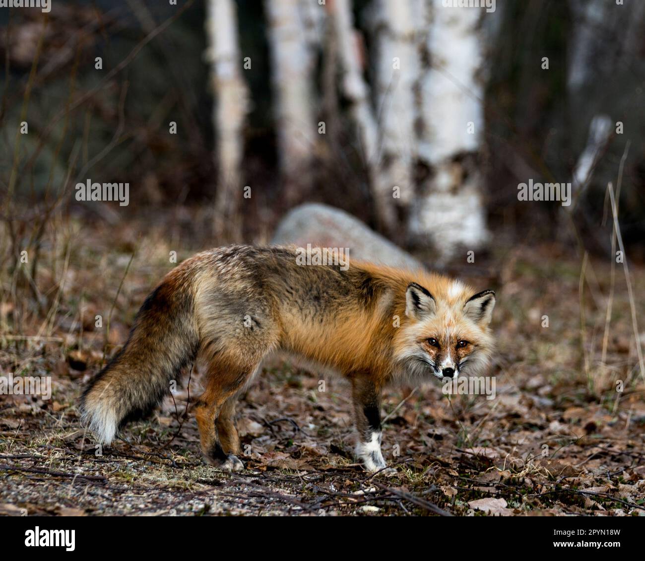 Red unique fox close-up profile side view in the spring season in its ...