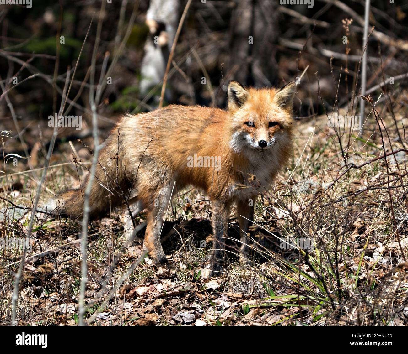 Red fox close-up profile view in the spring season displaying fox tail ...