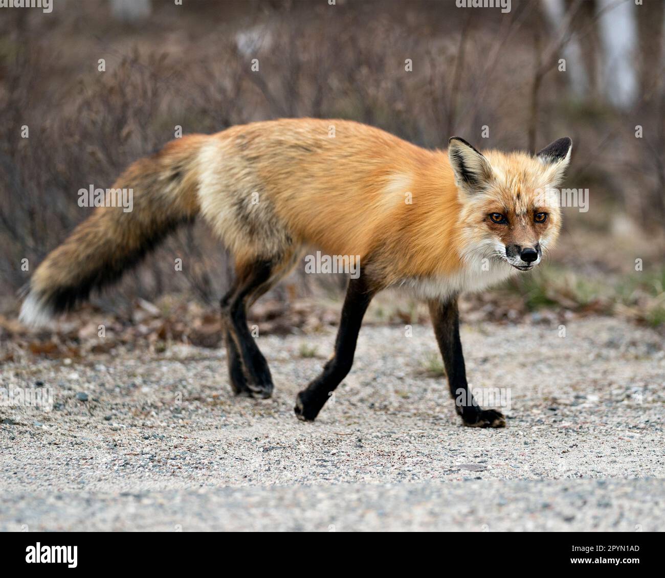 Red Fox close-up profile side view in the spring season with blur ...
