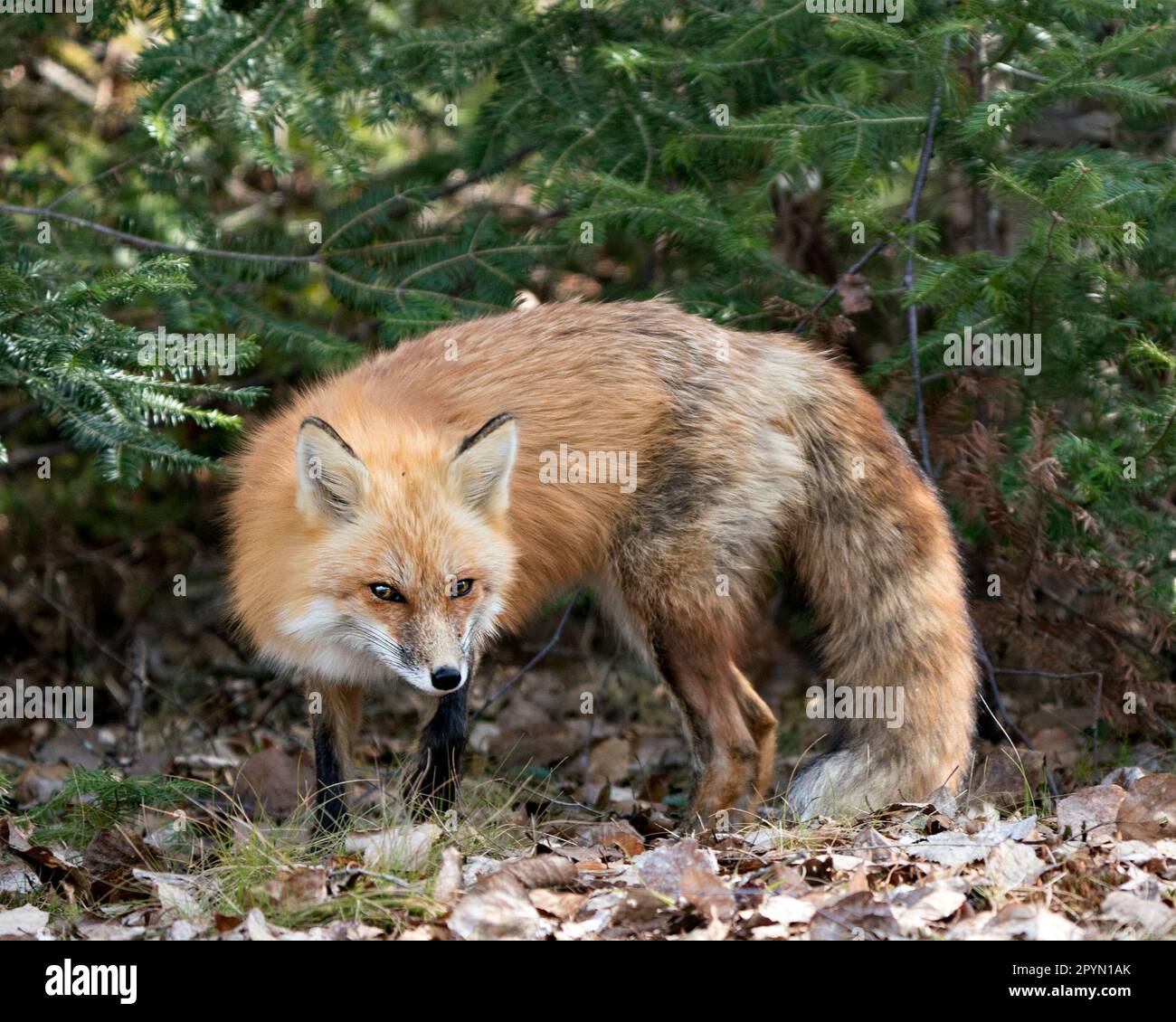 Red fox close-up profile side view with spruce branches and brown ...