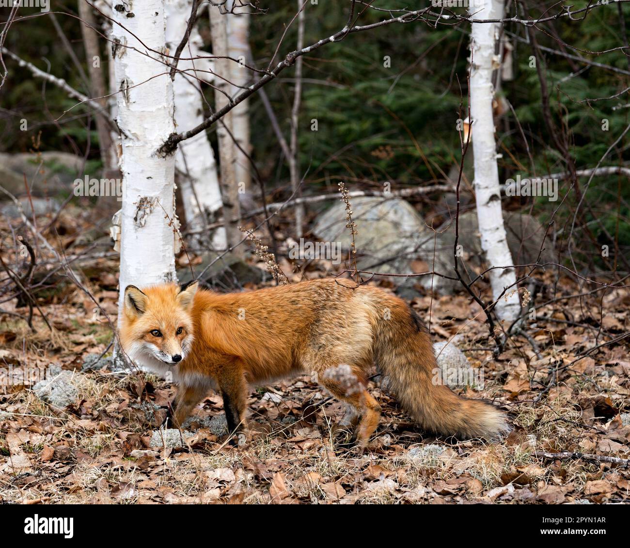 Red Fox close-up profile side view in the spring season with a blur ...