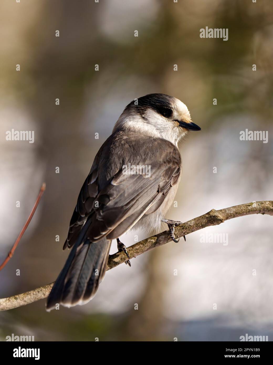 Grey Jay close-up profile rear view perched on tree branch with a blur ...