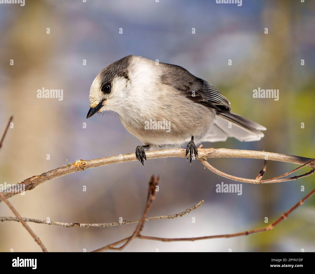 Grey Jay bird perched on a tree branch displaying grey colour, tail ...