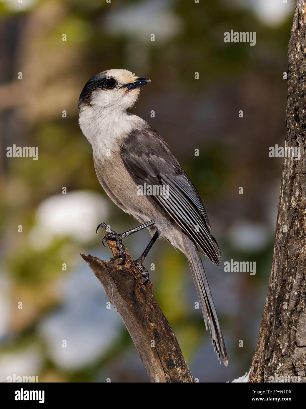Grey Jay side view perched on a tree branch displaying grey colour ...