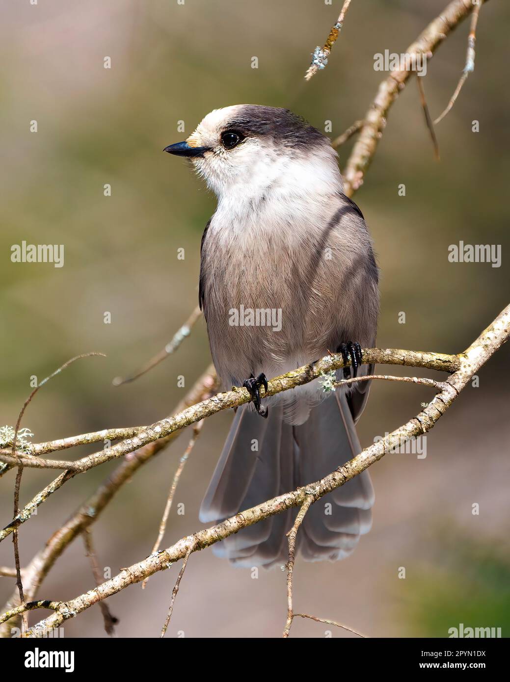 Grey Jay front view perched on a tree branch displaying grey colour ...