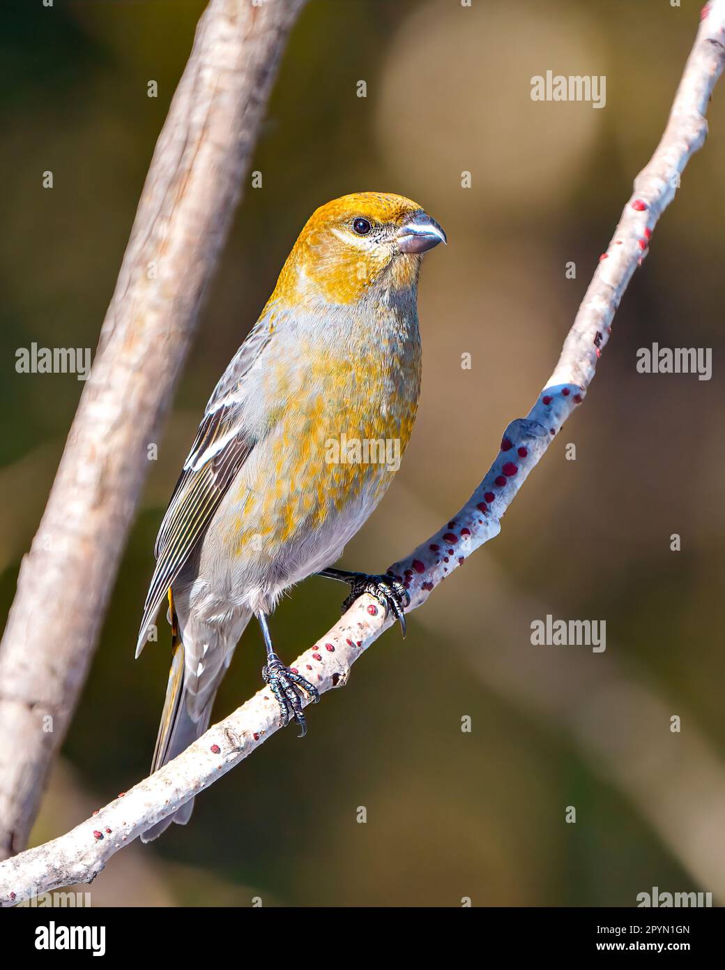 Pine Grosbeak female perched on a branch with a blur forest background ...